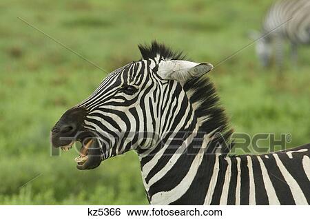 Burchell's zebra head shot aggressive behavior with mouth open ears ...