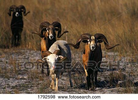 Group of rams Stock Photo | 1792598 | Fotosearch