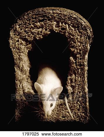 Mouse in bread Stock Photography | 1797025 | Fotosearch