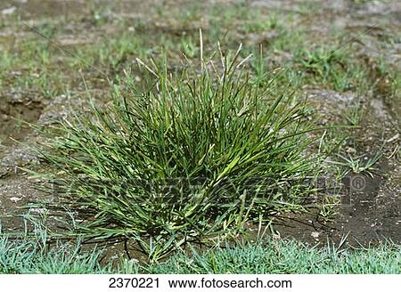 Agriculture - Weeds, Goosegrass (Eleusine indica) aka. Bullgrass ...