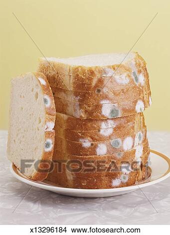 Pile of Rotting White Bread Slices Picture | x13296184 | Fotosearch