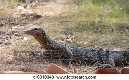 Pictures of Indian monitor lizard, commonly known as "Gosap". x16310348 ...