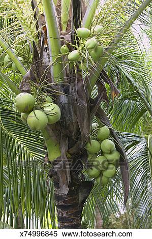 Noix de coco arbre » Vacances - Guide Voyage