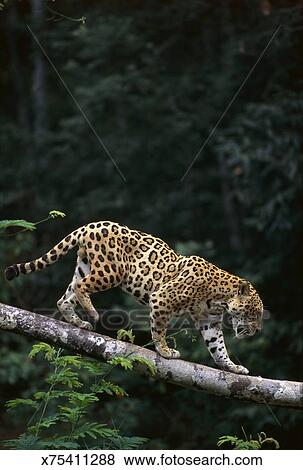 Jaguar Climbing A Tree