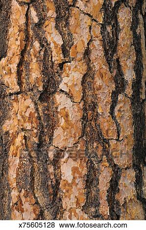 Ponderosa pine tree bark (Pinus ponderosa) Stock Photo | x75605128 ...