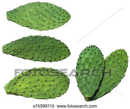 Nopales Drawing