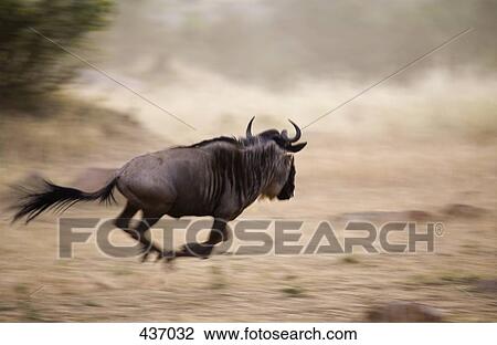 Wildebeest Speed