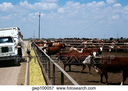 Picture of Feed truck loads troughs at Monfort Beef feedlot, near ...