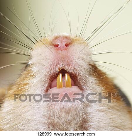 Stock Photograph of golden hamster - teeth / Mesocricetus auratus ...