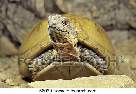 Stock Photograph of eastern box turtle coming out of shell / Terrapene ...
