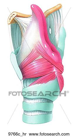 Stock Illustration of Muscles of the Larynx Unlabeled 9766c_hr - Search ...