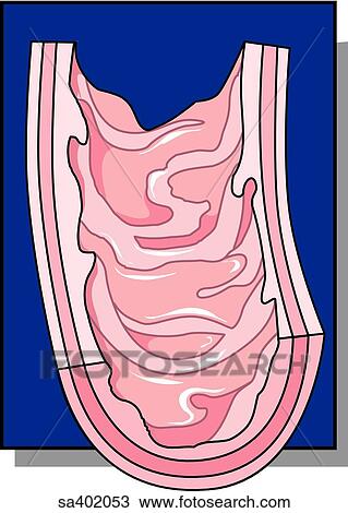 Duodenum. Drawing | sa402053 | Fotosearch