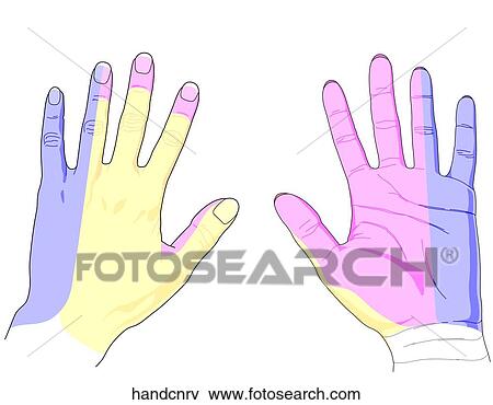Cutaneous Innervation of Hand Stock Illustration | handcnrv | Fotosearch