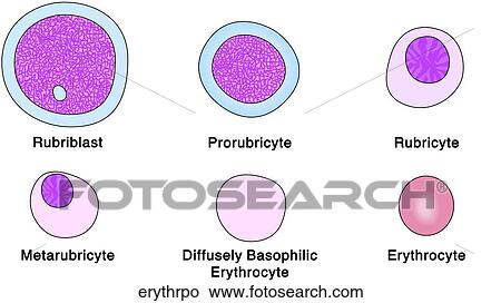Erythropoiesis Stock Illustration | erythrpo | Fotosearch