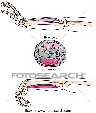 Flexors & Extensors of Hand Drawing | flxexth | Fotosearch