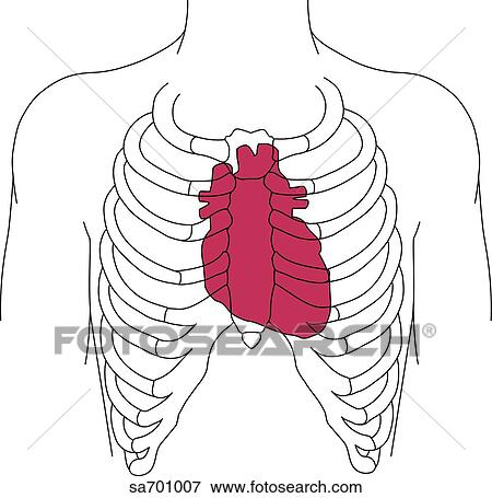 Stock Illustration of Anterior view of torso, heart in ribcage ...