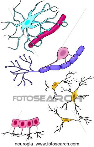 Neuroglia Cells Clipart | neurogla | Fotosearch