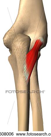 Banque d'Illustrations - vue postérieure, de, les, anconé, muscle, à ...