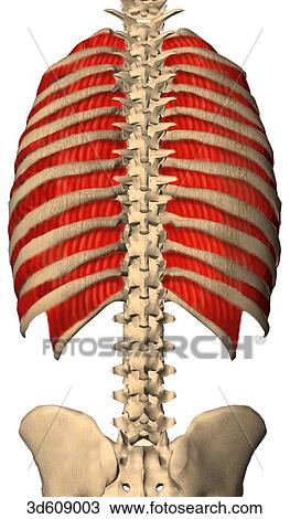 Intercostales Externi