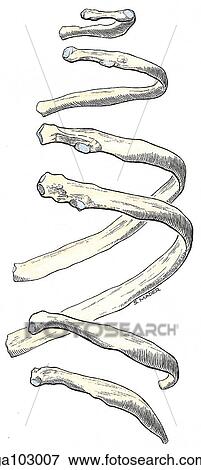 Posterior view of typical and atypical ribs, showing the 1st, 2nd, 6th ...