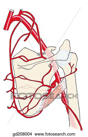 Extensive collateral blood supply of the scapular region. Stock ...