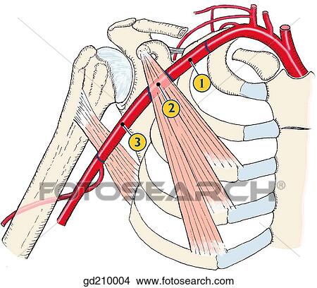 Drawings of Three parts of the axillary artery. 1, lateral border of ...