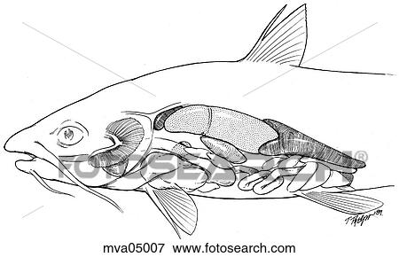Anatomy, channel catfish Stock Illustration | mva05007 | Fotosearch