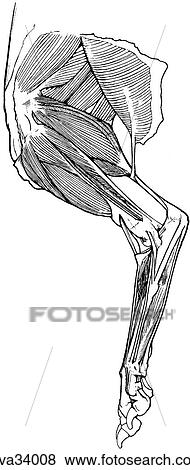 Crus, tarsus, metatarsus, canine Stock Illustration | mva34008 | Fotosearch