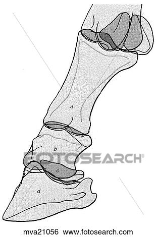 Phalanges, equine Stock Illustration | mva21056 | Fotosearch
