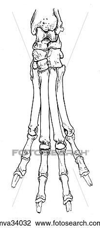 Tarsus, metatarsus, and digits, canine Drawing | mva34032 | Fotosearch