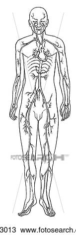 Arteries, major Drawing | h203013 | Fotosearch