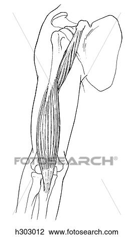 Coracobrachial, brachial Drawing | h303012 | Fotosearch
