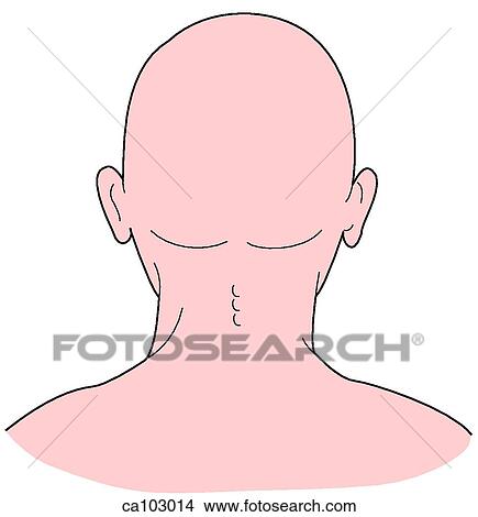 Drawings of Head & neck of adult, posterior ca103014 - Search Clip Art ...