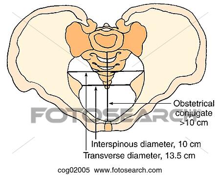 Pelvic diameters Stock Illustration | cog02005 | Fotosearch