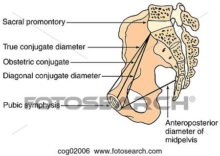 Pelvic diameters Stock Illustration | cog02006 | Fotosearch