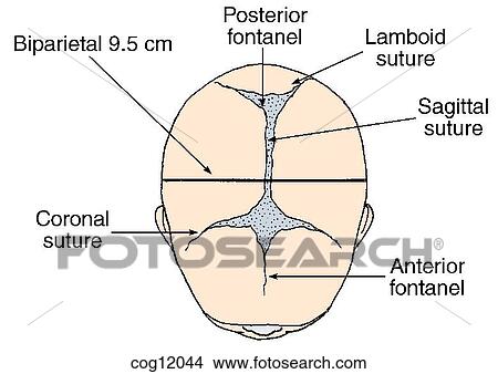 Drawings of Presentation, vertex, fetal skull cog12044 - Search Clip ...