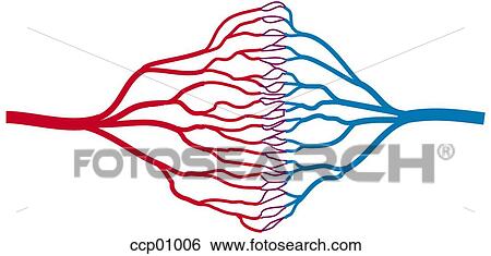 Capillaries Stock Illustration | ccp01006 | Fotosearch