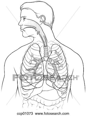 Respiration Drawing | ccp01073 | Fotosearch