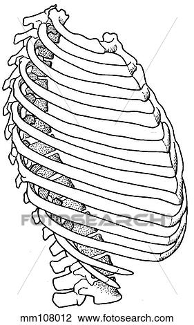 Rib Cage Stencil Anatomy Stencils Skeleton Outline Line Template Human ...