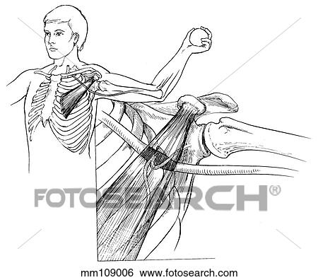 Shoulder, axillary artery hyperabduction syndrome Stock Illustration ...