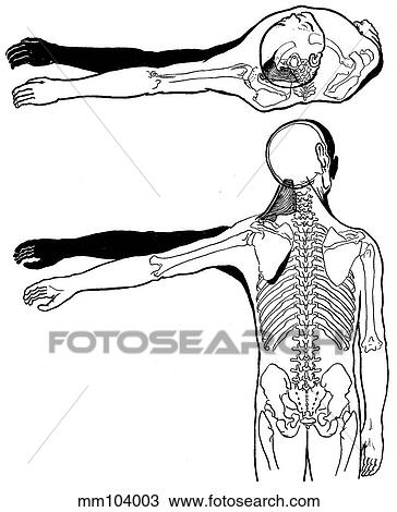 Trapezius, shortened Drawing | mm104003 | Fotosearch