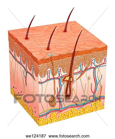 Schematic image of a segment of human skin where you can appreciate and ...
