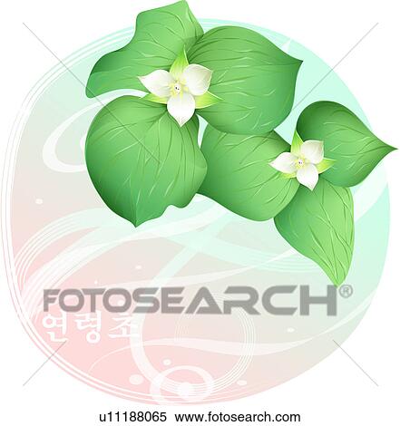 Trillium Flower Clipart