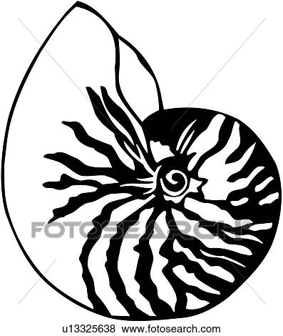 Clip Art of , nautilus, ocean, shell, varieties, u13325638 - Search ...