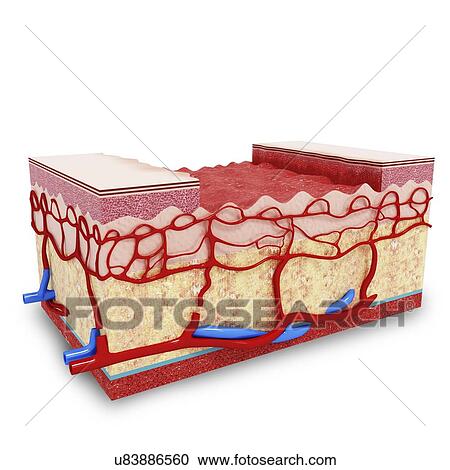 Human skin anatomy, artwork Clipart | u83886560 | Fotosearch