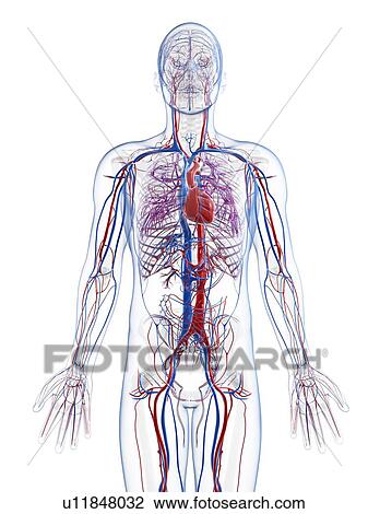 Male vascular system, artwork Drawing | u11848032 | Fotosearch