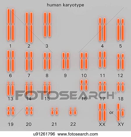 Stock Illustration of Human karyotype, artwork u91261796 - Search Clip ...