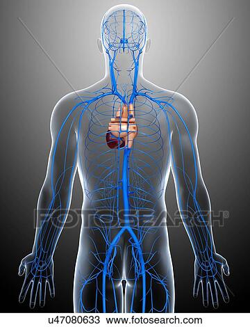 Human veins, artwork Drawing | u47080633 | Fotosearch