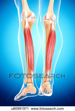 Human leg musculature, artwork Clip Art | u80991971 | Fotosearch