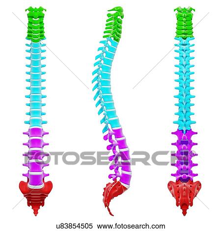 Stock Illustration of Human backbone, artwork u83854505 - Search ...